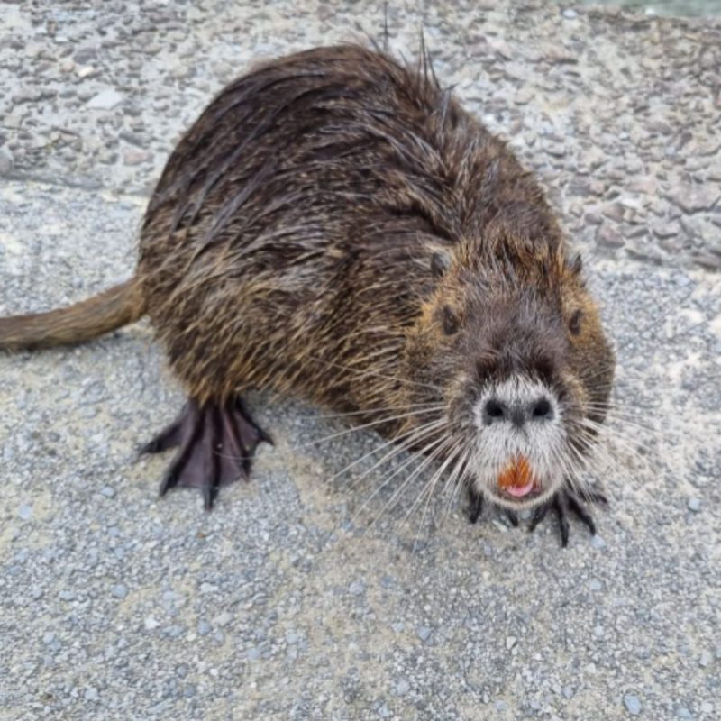 Gwilym Gwillim – RED Management